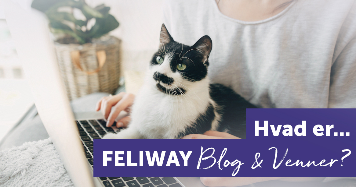 Hvad er FELIWAY Blog & Venner